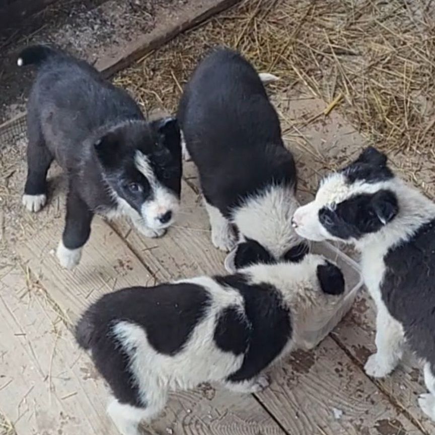 Собаки щенки лайки в Белорецке