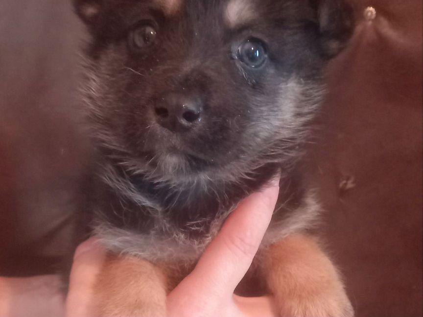 Немецкая овчарка