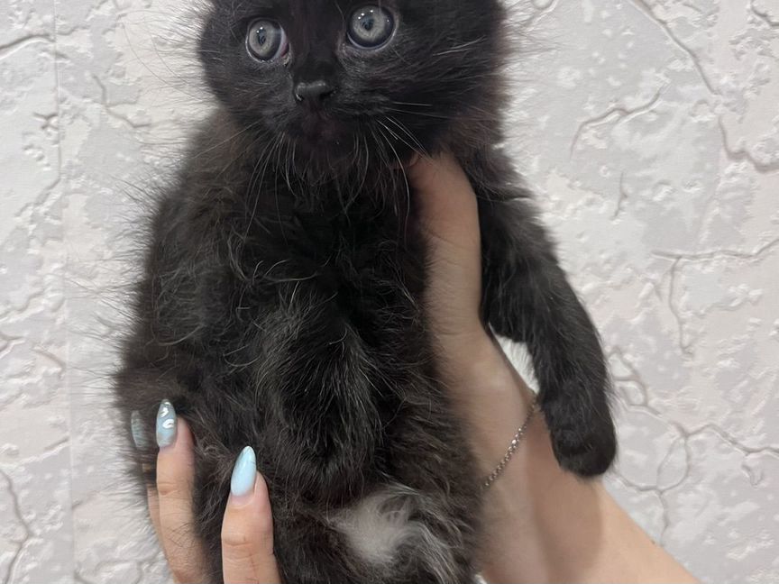 Котята в добрые руки мальчики