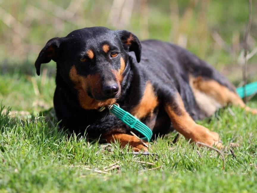 Маленькая собака в добрые руки бесплатно из приюта