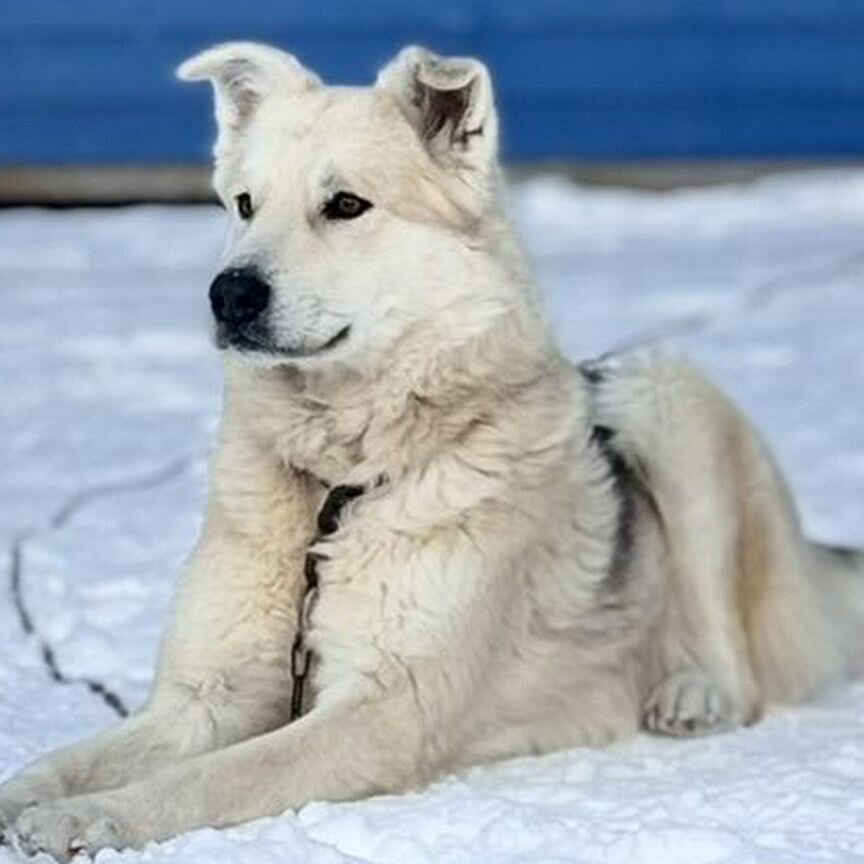 Взрослый пёс в добрые руки