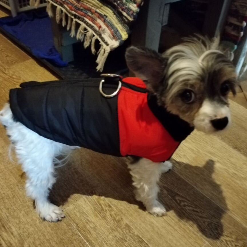 Курточка для маленькой собачки