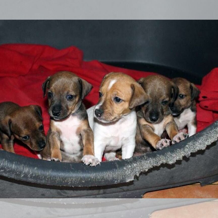 Джек-рассел-терьер, щенок