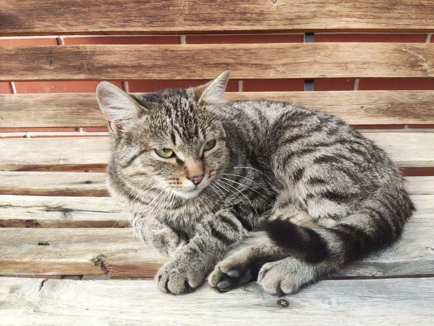 Бездомный котик Микки