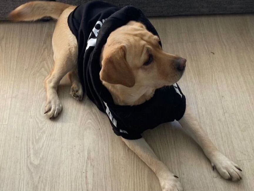 Вязка собак лабрадор