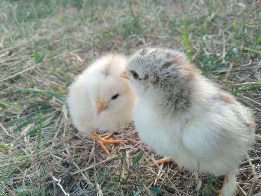Цыплята поместные, мясо-яичных пород