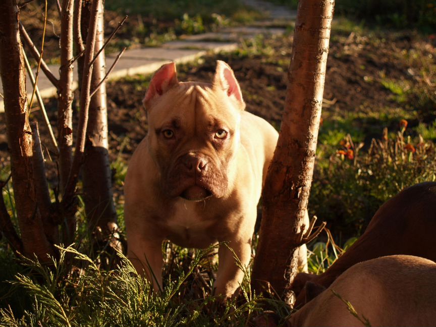 Кобель Американский Булли покет щенок