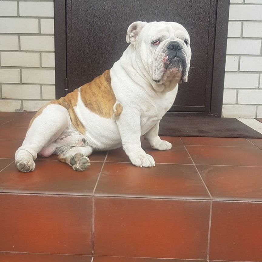 Английский бульдог в добрые руки