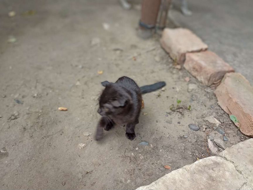 Собаки бесплатно в добрые руки щенки