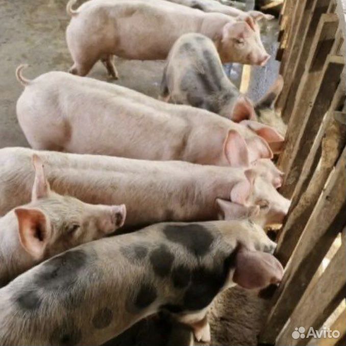 Продам свинину