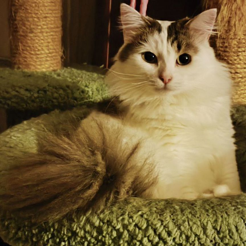 Кошка турецкая ангора 10мес стерилизованная ручная