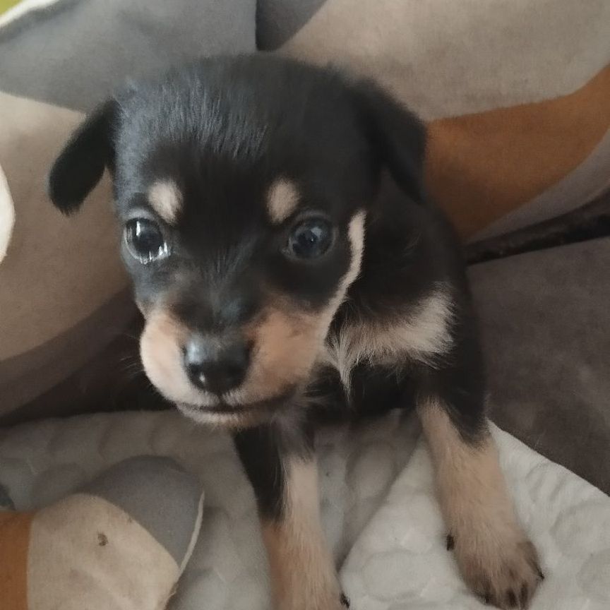 Щенки мелких пород в добрые руки