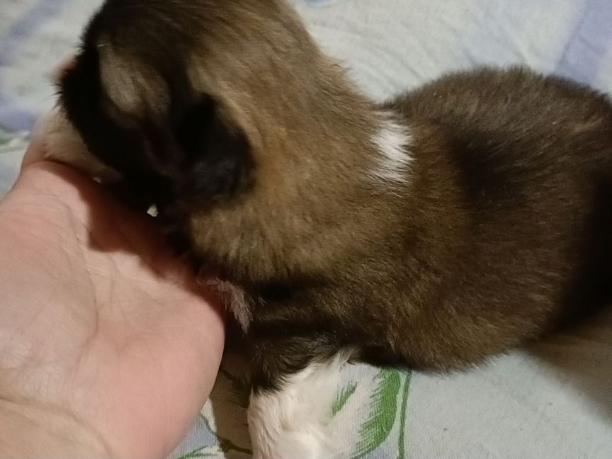 Мальчик пекинес китайский