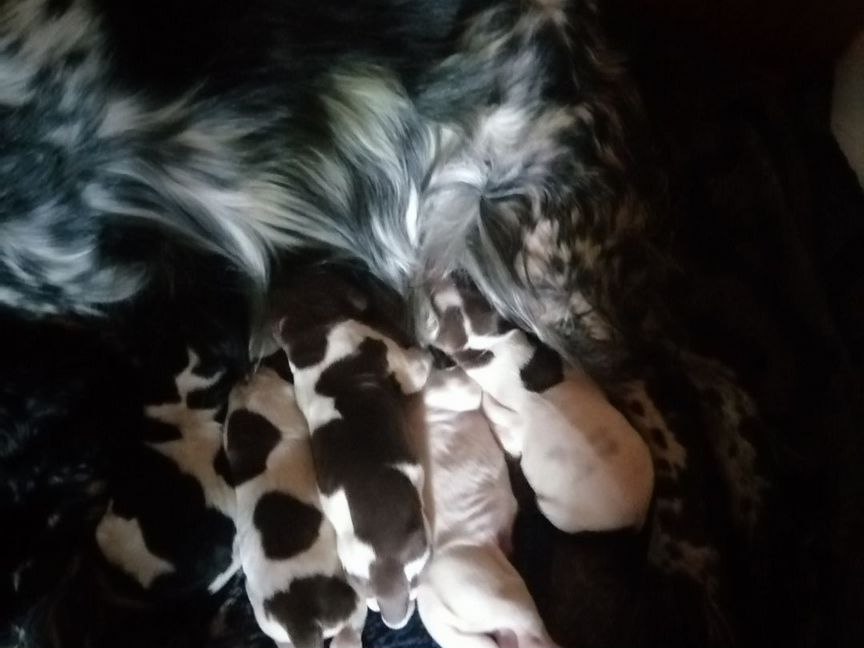 Собаки щенки спаниель