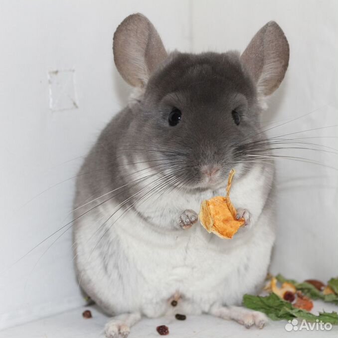 Продаются возрастные шиншиллы