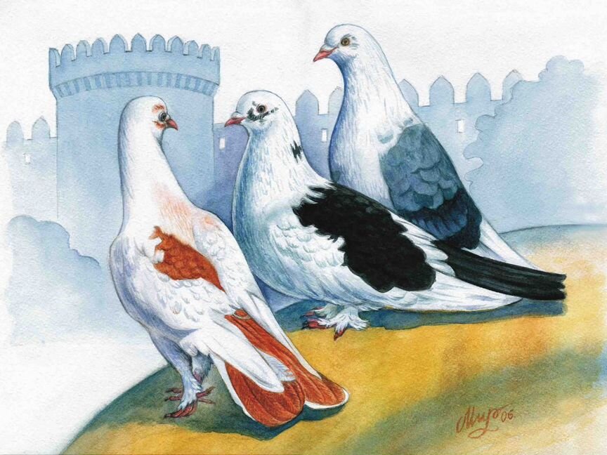 Голуби Николаевские (масть разная)