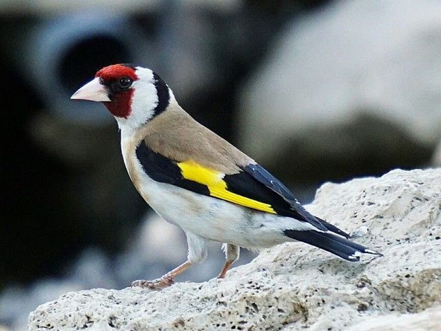 Птица шеголь