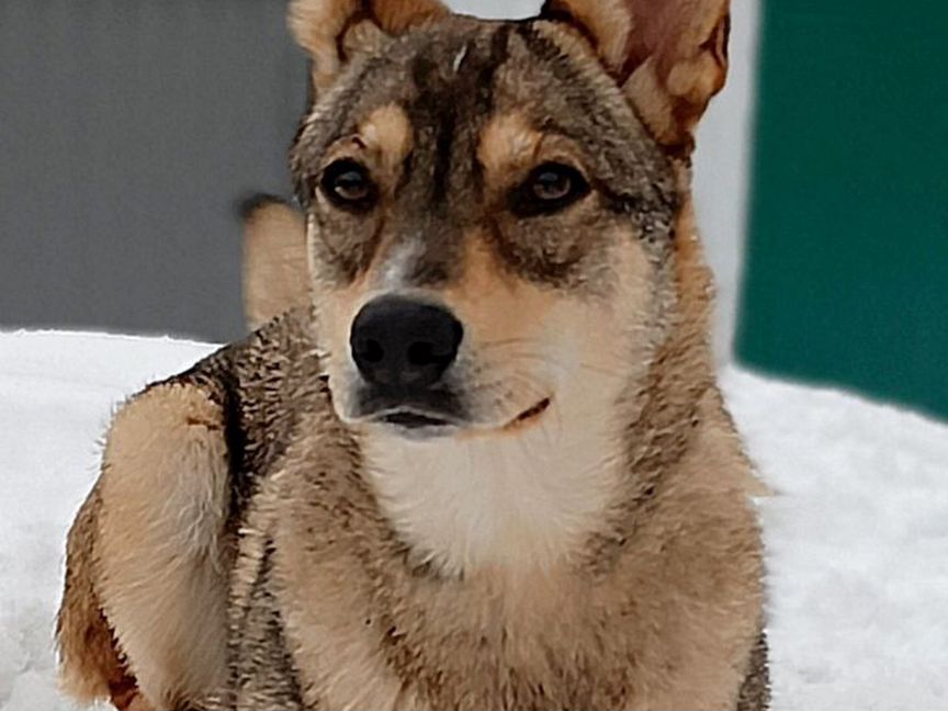 Умная собака нуждается в доме