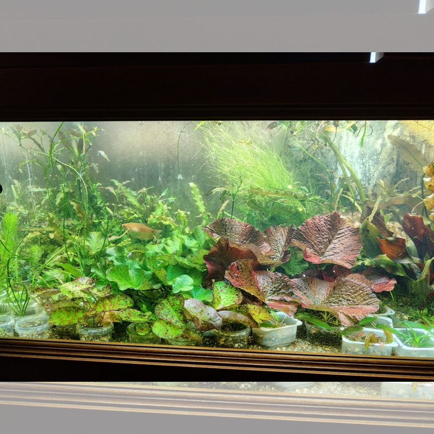 Продам аквариумные растения