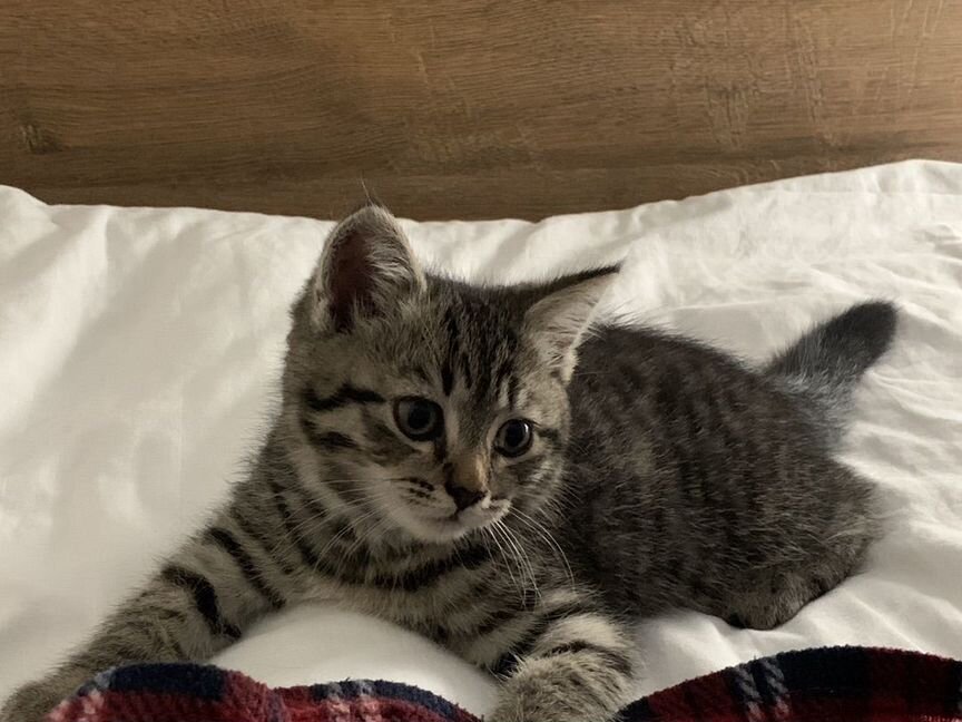 Котята