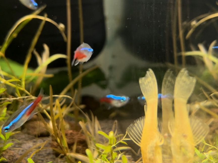 Аквариумные жители