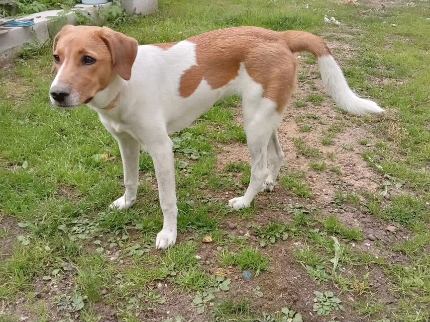 Метис гончей в добрые руки