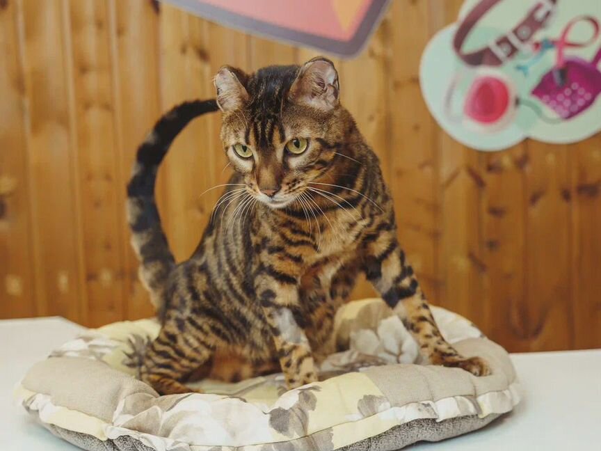 Загадочный бенгал