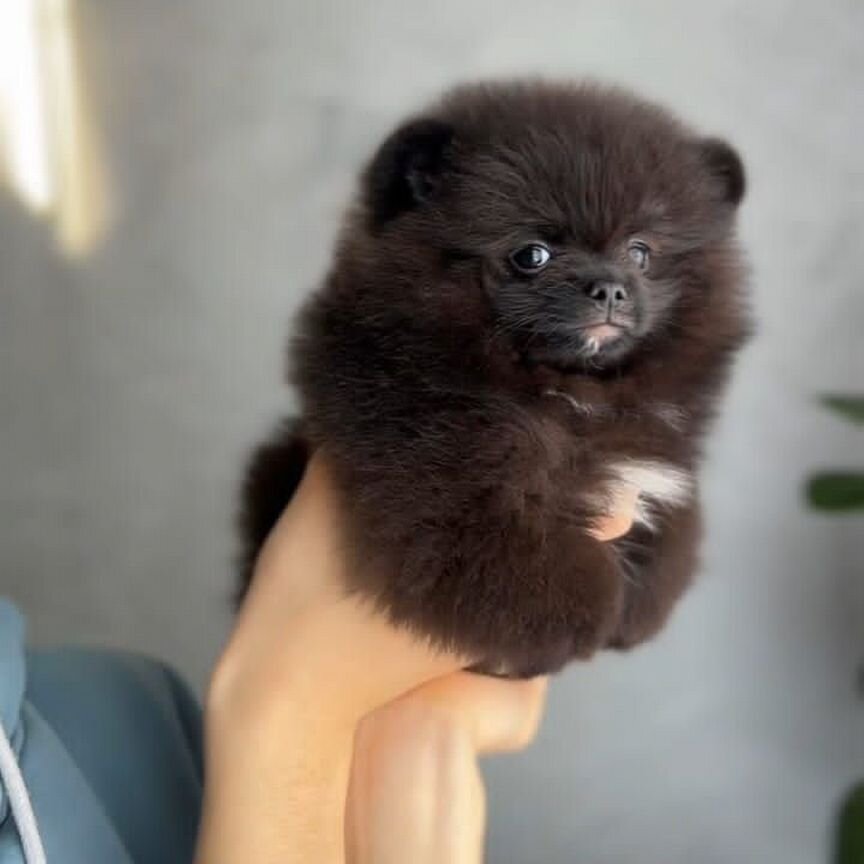 Померанский шпиц мини