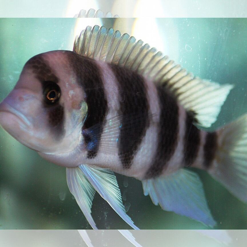 Фронтоза Королева Танганьики Cyphotilapia Frontosa