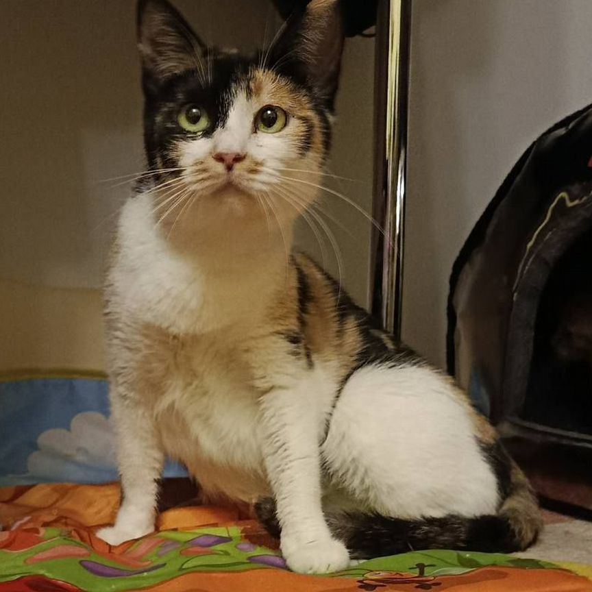 Взрослая, Девочка кошка в добрые руки