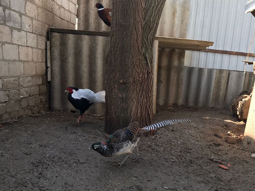 Фазаны алмазные