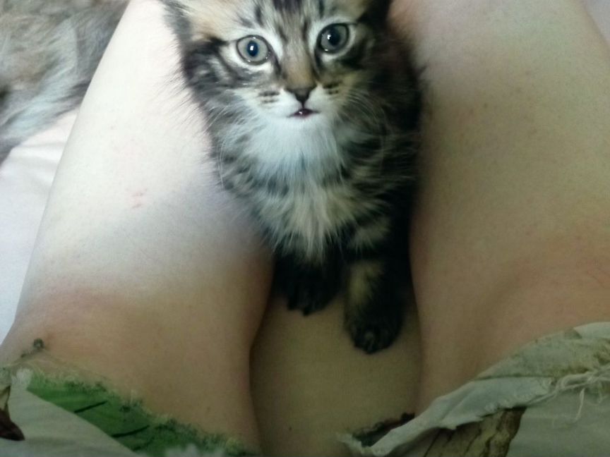 Котёнок Курильский Бобтейл