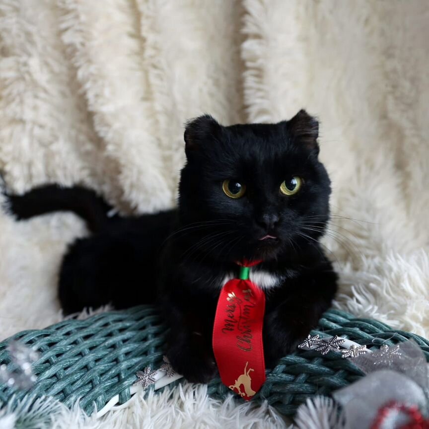 Британский короткошёрстный, взрослый кот