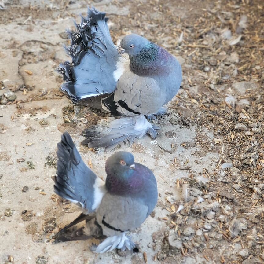 Статные голуби