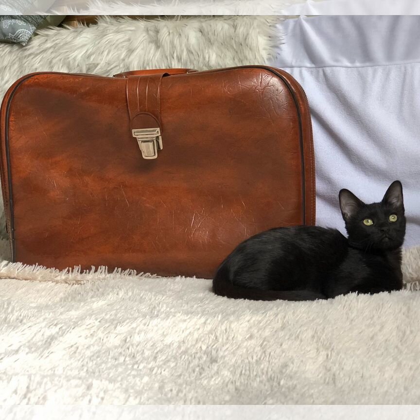 Веселый котенок Кирюша в поиске дома