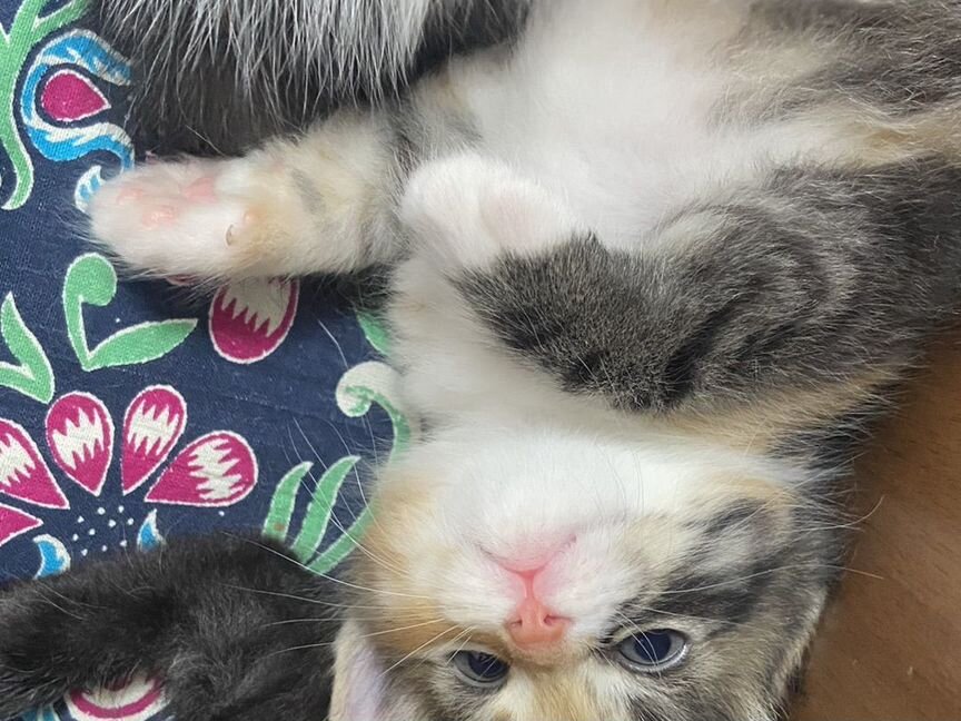 Кошка