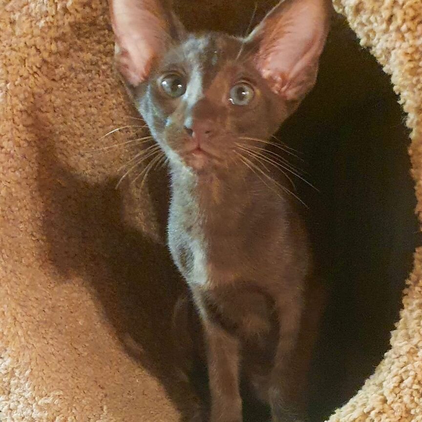 Ориентальный котенок, гавана