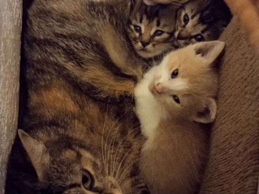 Кошка