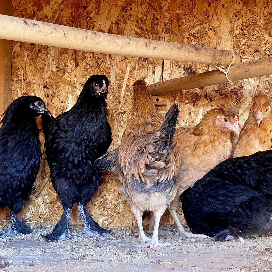 Куры несушки