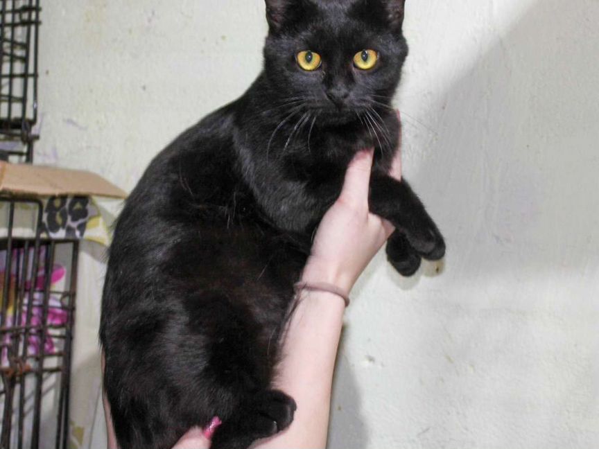 Котик Босс ищет дом