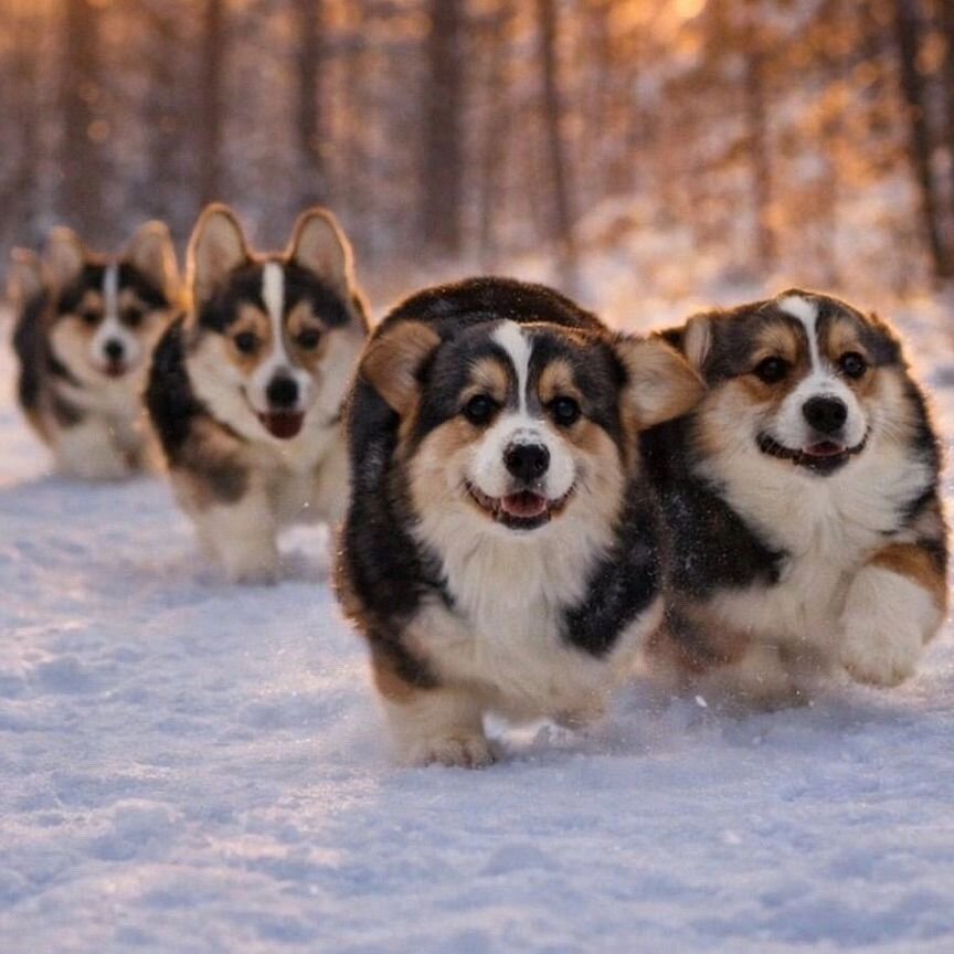 Вельш Корги Пемброк, щенок