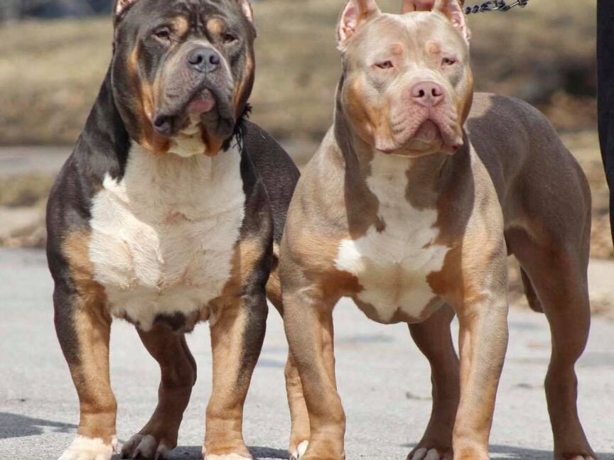 Американский булли щенки