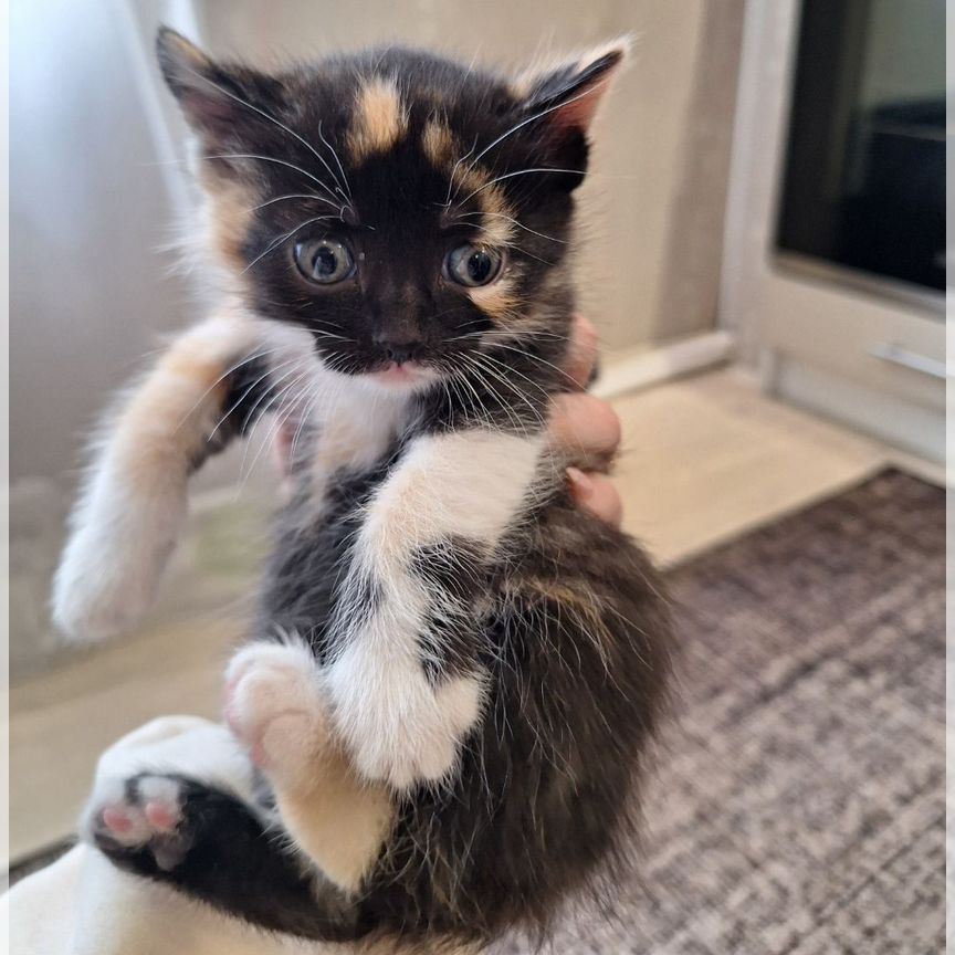 Сибирский котёнок