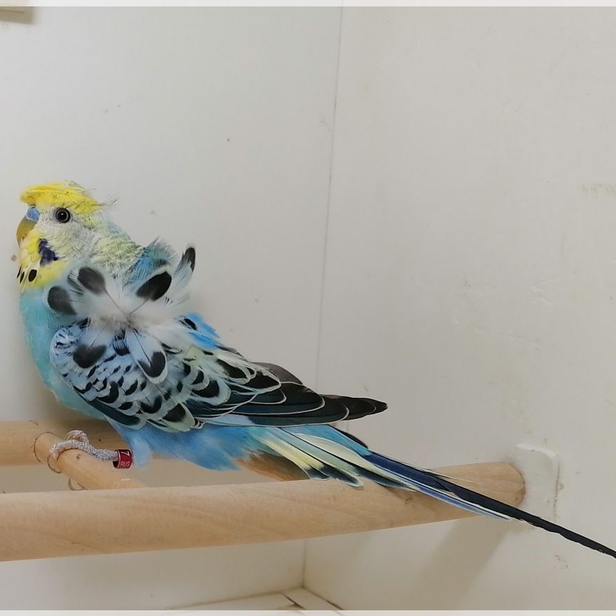 Хагоромо,волнистый попугайчик