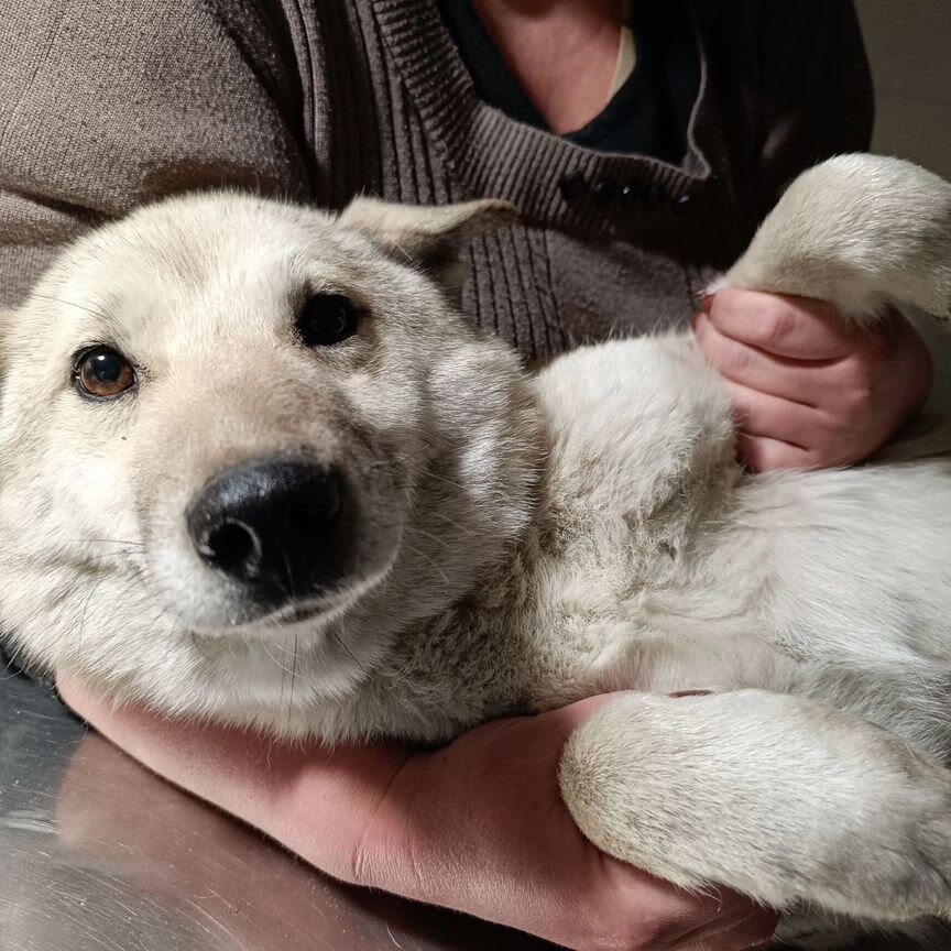 Собака в добрые руки