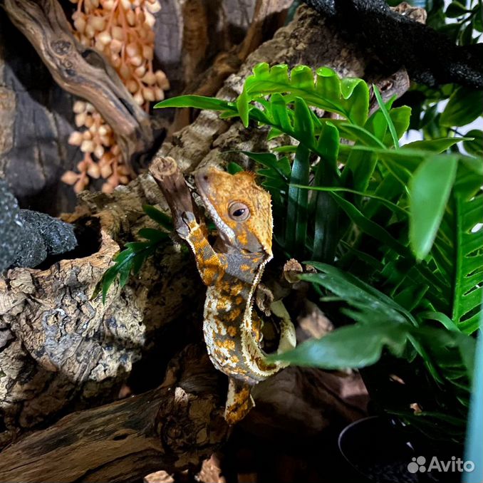 Реснитчатый бананоед с террариумом