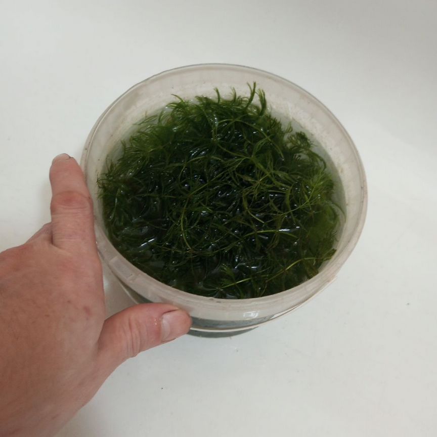 Роголистник бесплатно