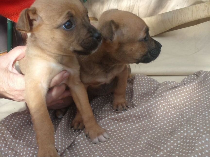 Отдам в добрые руки щенка