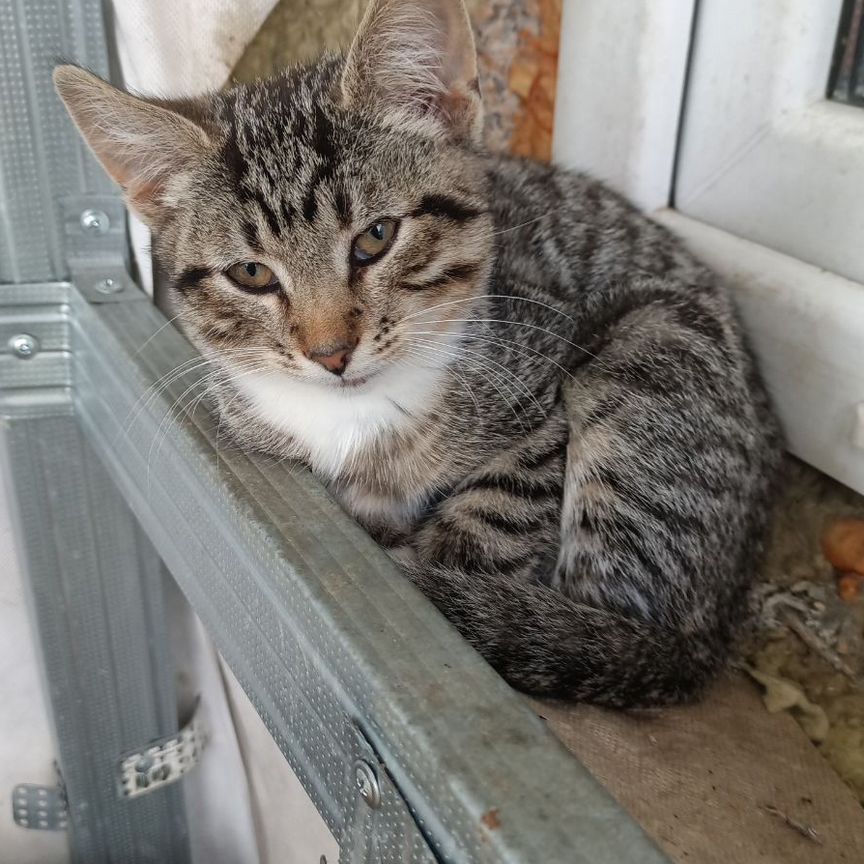 Котенок
