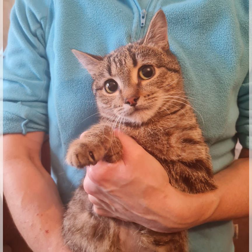 Полосатая кошечка подросток в добрые руки